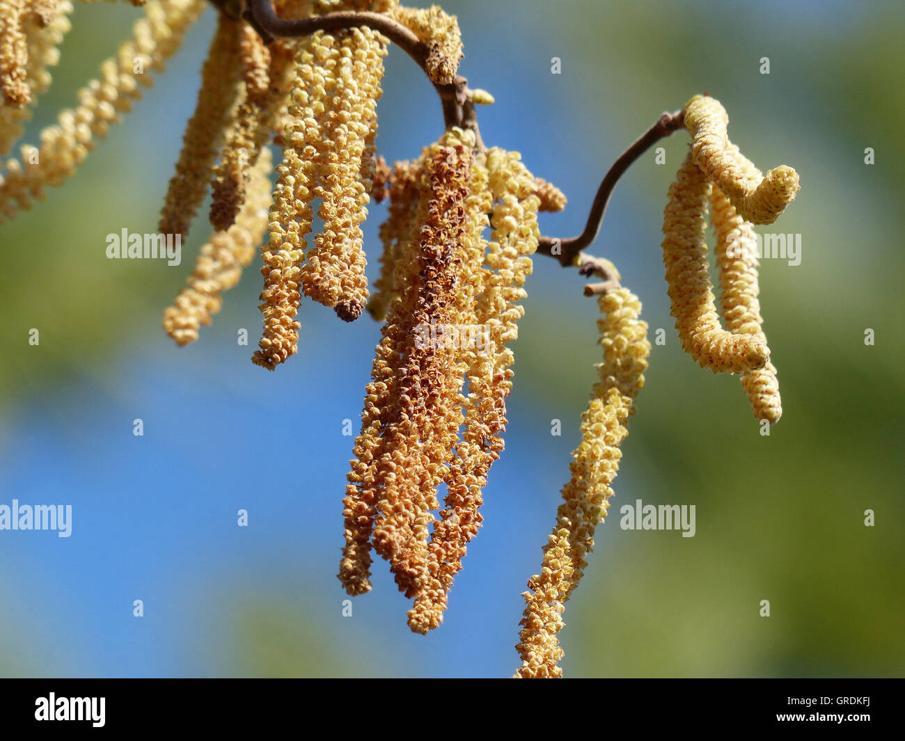 Corkscrew plant hi-res stock photography and images - Alamy