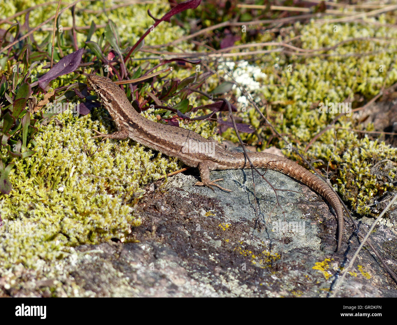 Common Lizard, Zootoca Vivipara Stock Photo - Alamy