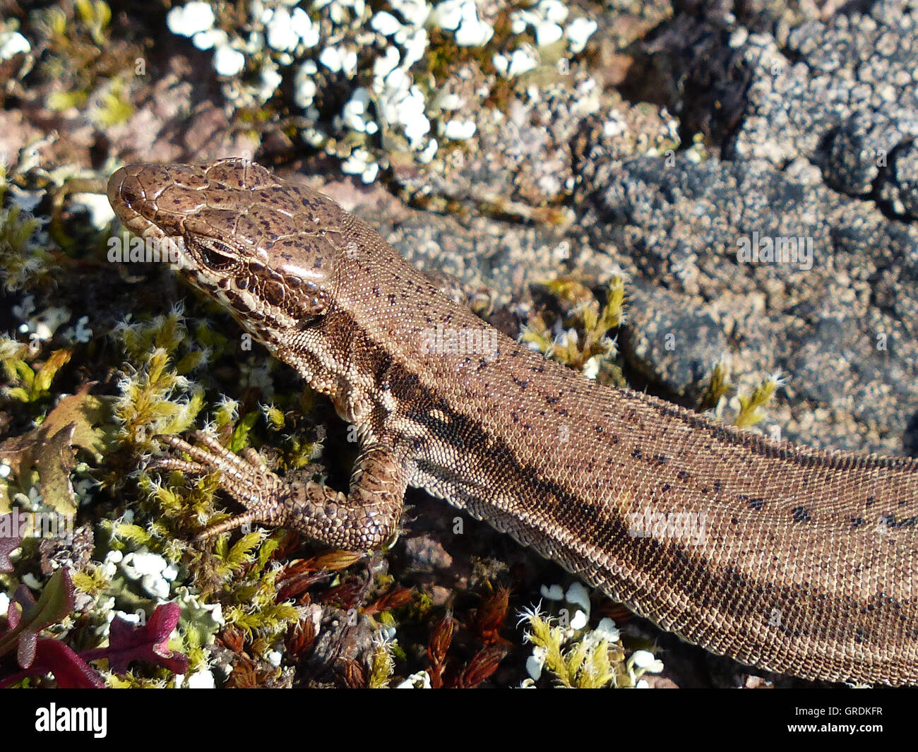 Common Lizard, Zootoca Vivipara Stock Photo - Alamy