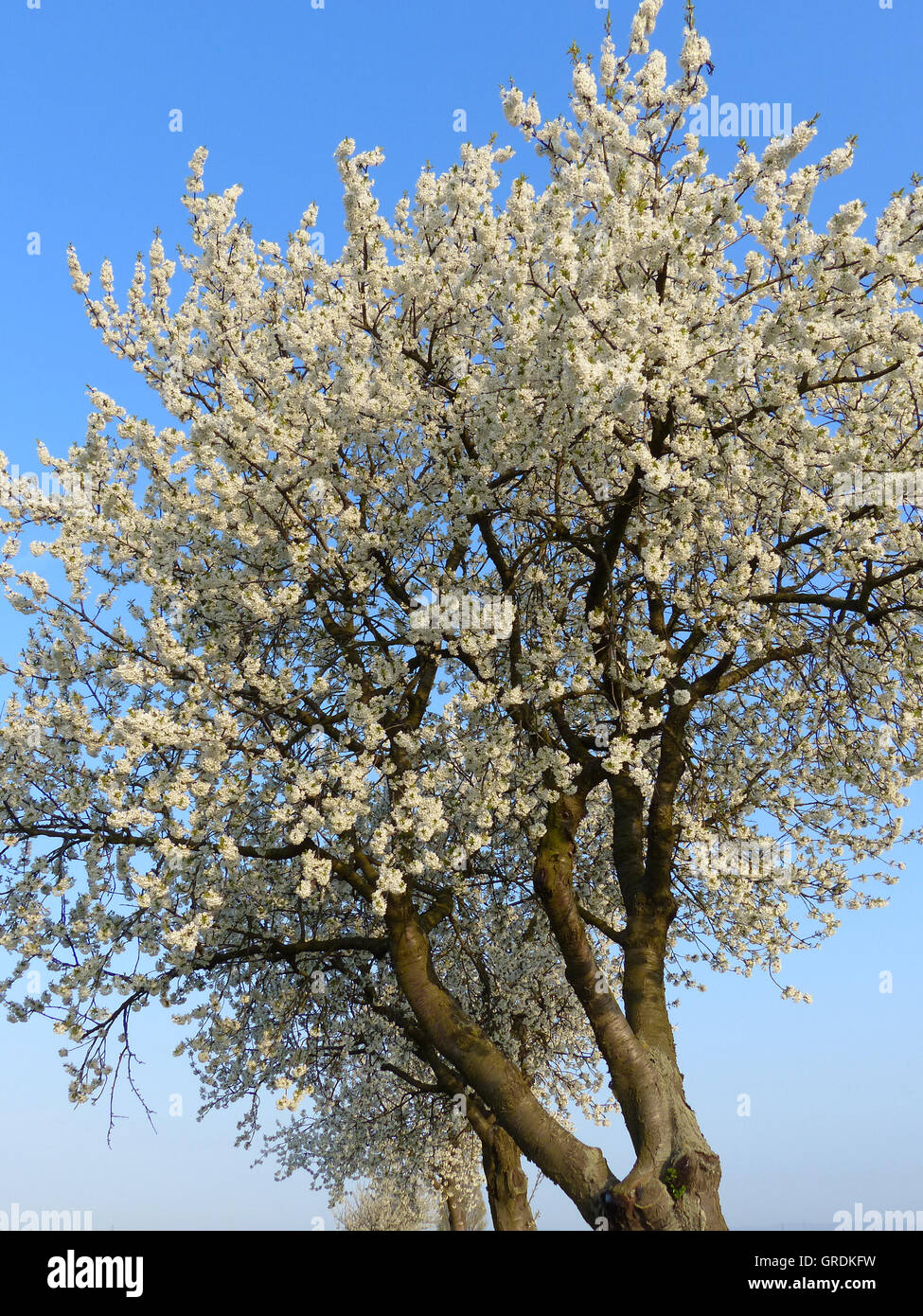 Sweet cherry tree hi-res stock photography and images - Alamy