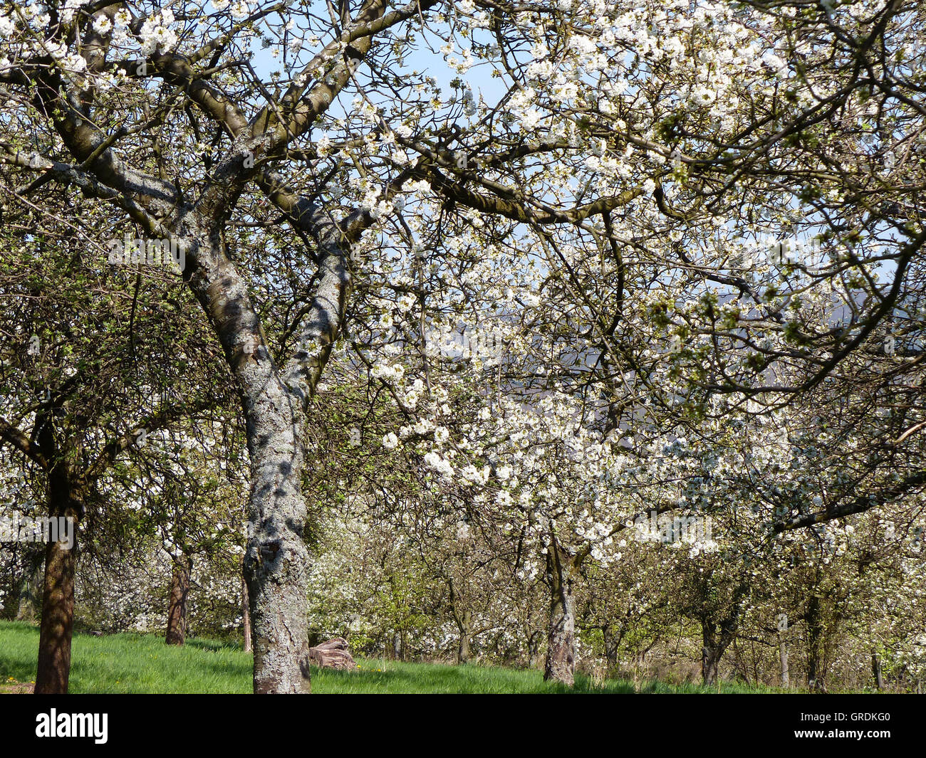 Blooming Fruit Trees Stock Photo - Alamy