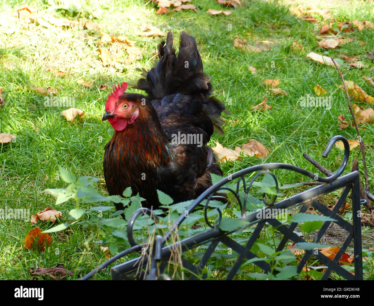 Freerunning Maran Hen, Happy Hen Stock Photo - Alamy