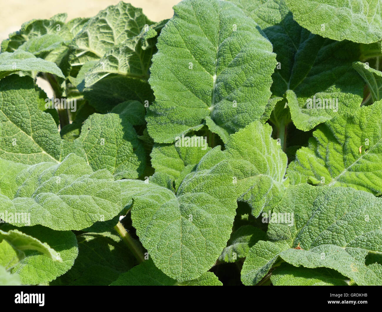 Large leaves plants hi-res stock photography and images - Alamy