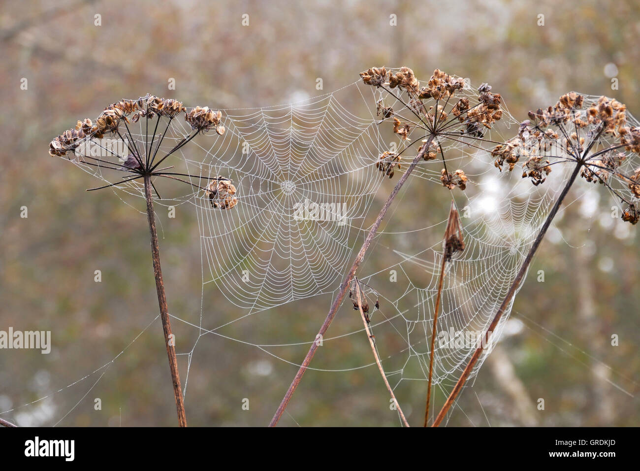 Filigree Cobweb Woven Between Plants, Early Morning Stock Photo - Alamy