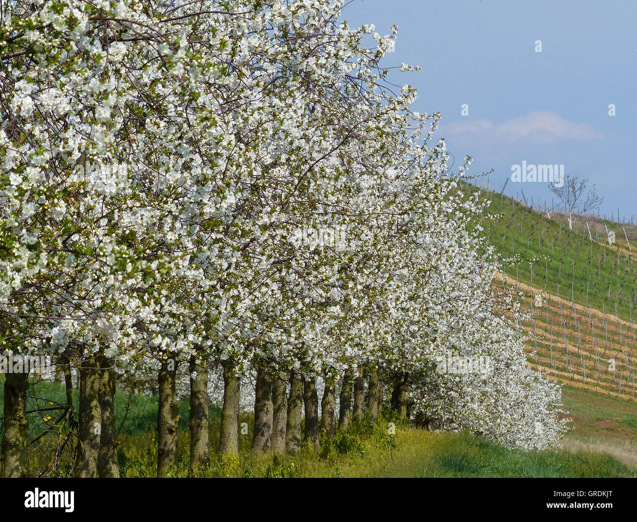 Blooming Morello Cherry Trees Stock Photo - Alamy