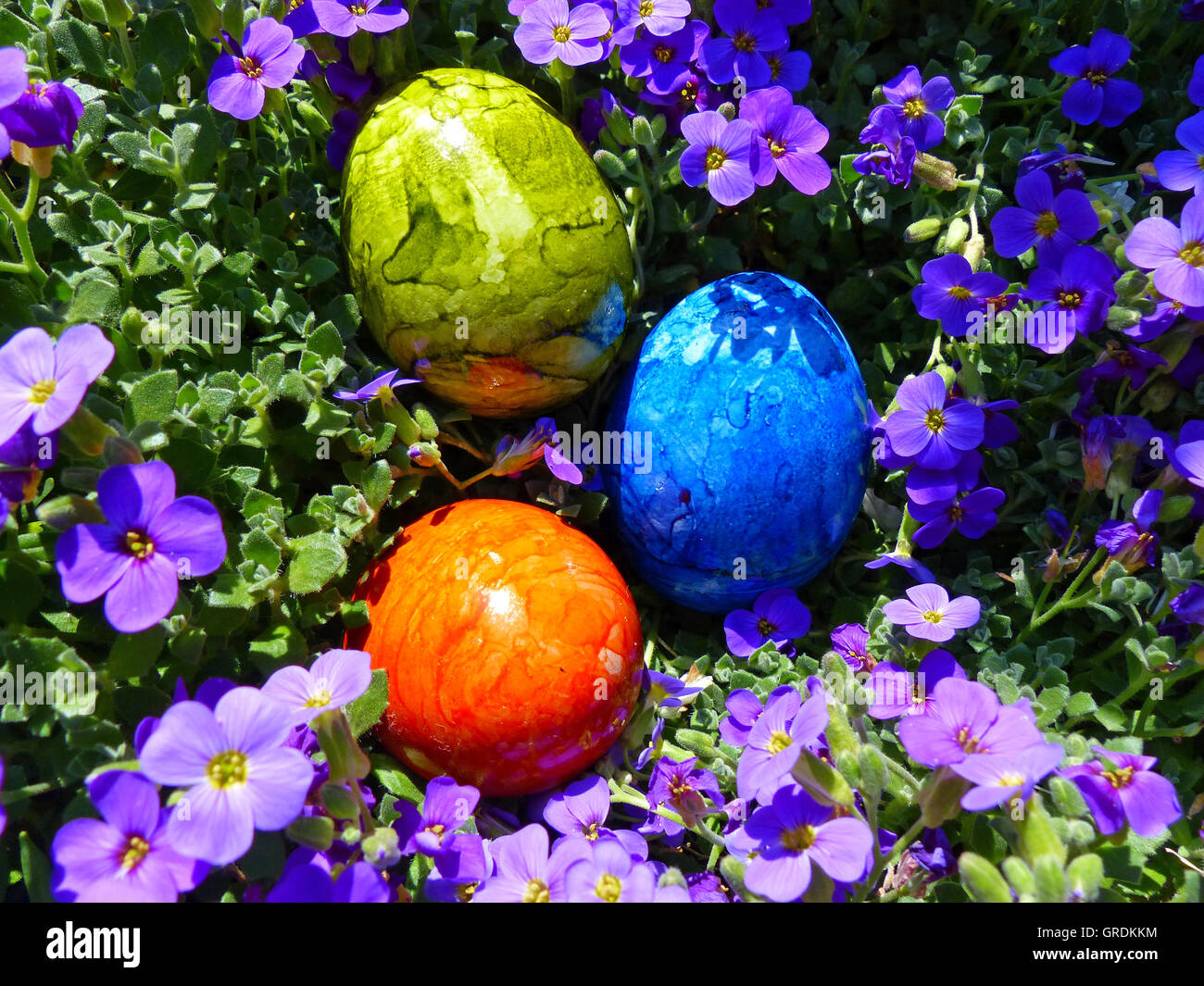 Easter, Three Coloured Easter Eggs In Blooming Violet Ornamental Plants ...
