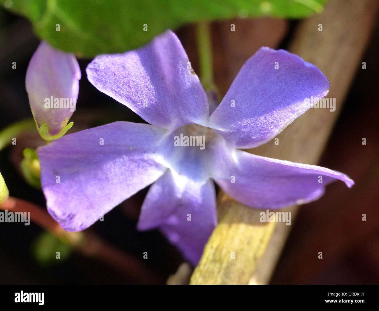 Violet Flower Of The Little Evergreen, Vinca Minor, The Plant Reaches A ...