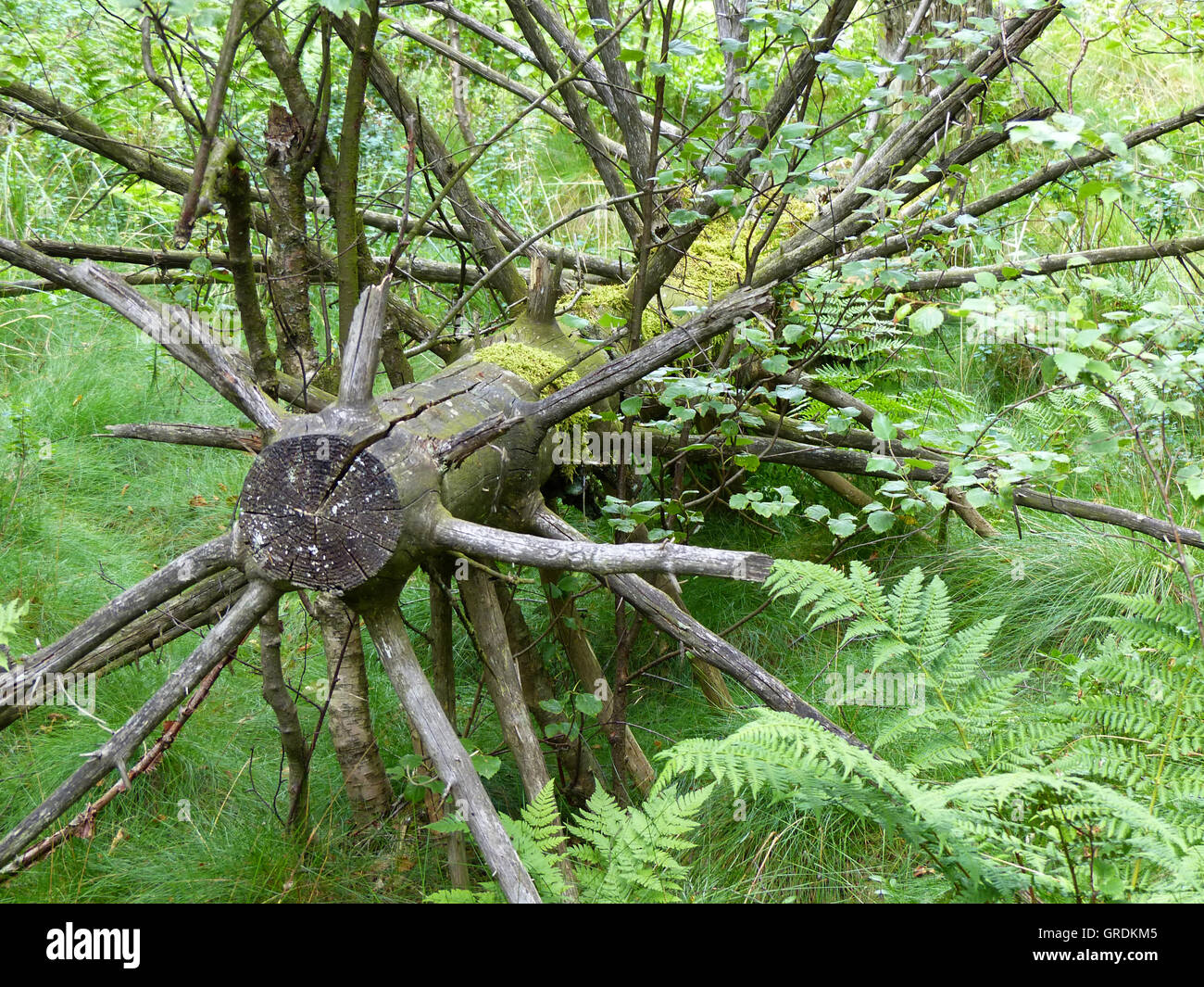 Bizarre plants hi-res stock photography and images - Alamy
