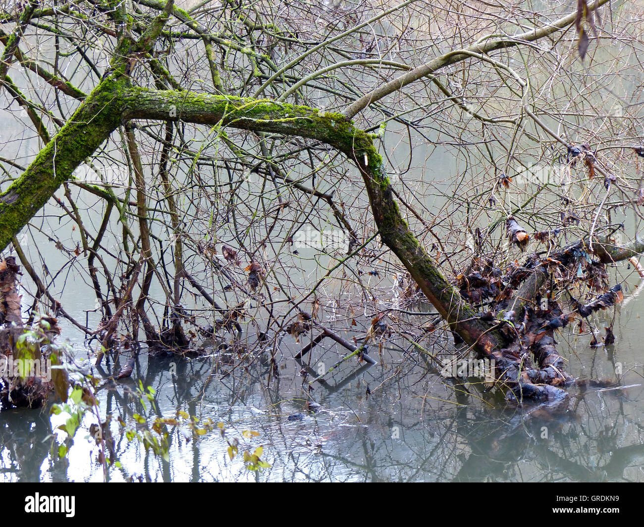 Hanging plant with water flow hi-res stock photography and images - Alamy