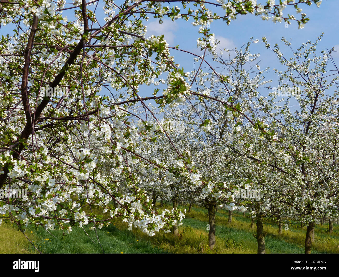 Morello cherry tree hi-res stock photography and images - Alamy