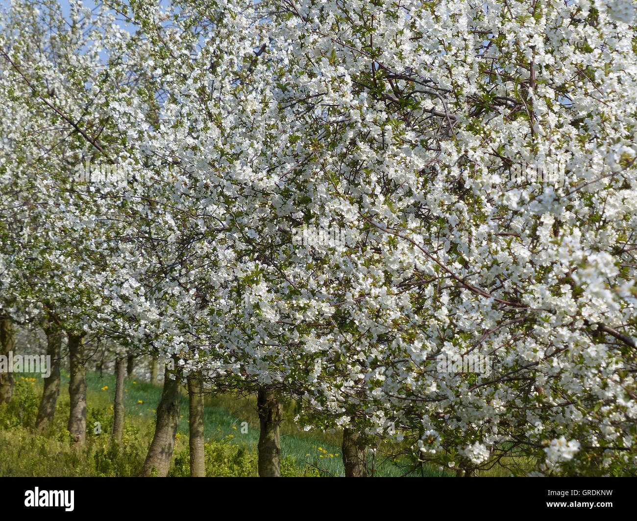 Morello cherry tree hi-res stock photography and images - Alamy
