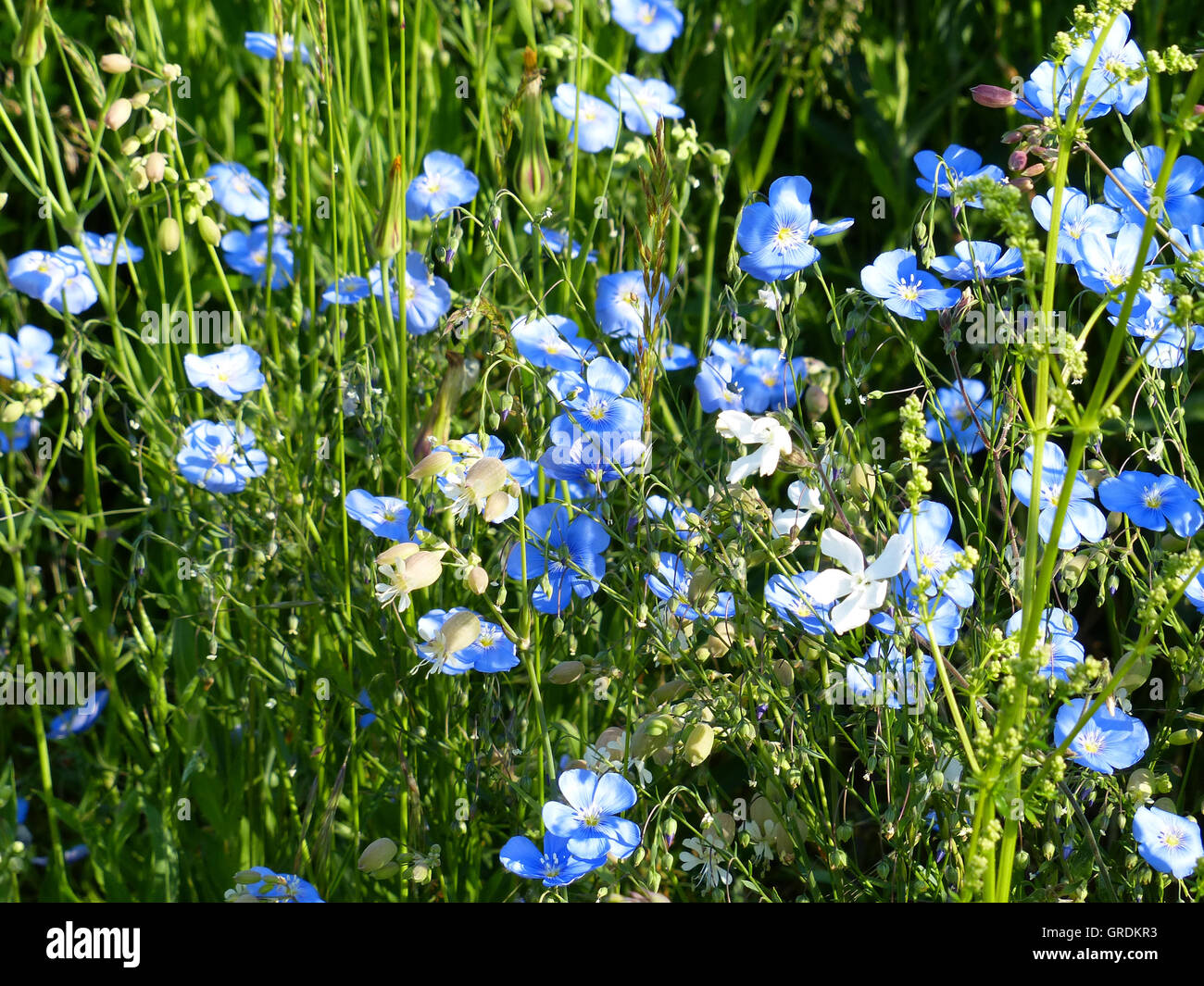 Flax family hi-res stock photography and images - Alamy