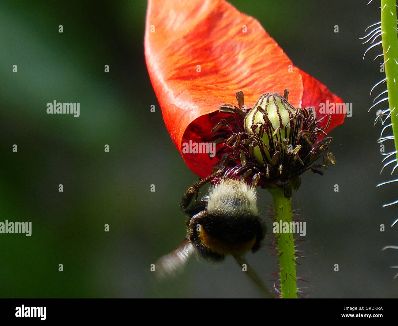 Bumblebee Gets Nectar From Flowering Red Poppy, Dark Green Background ...