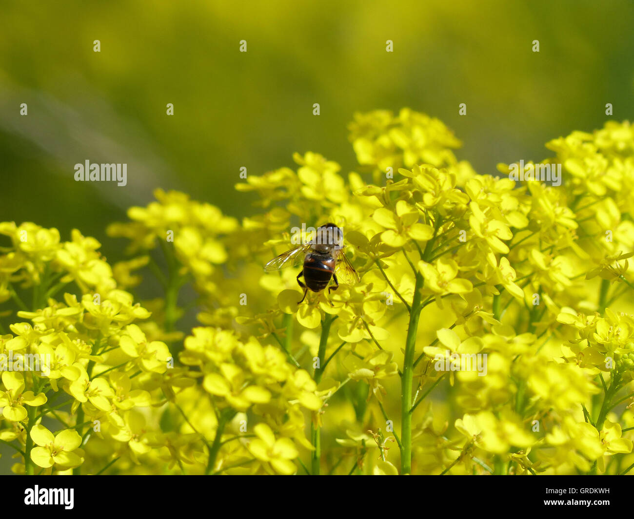 Rape With Nectar-Seeking Bee Stock Photo - Alamy