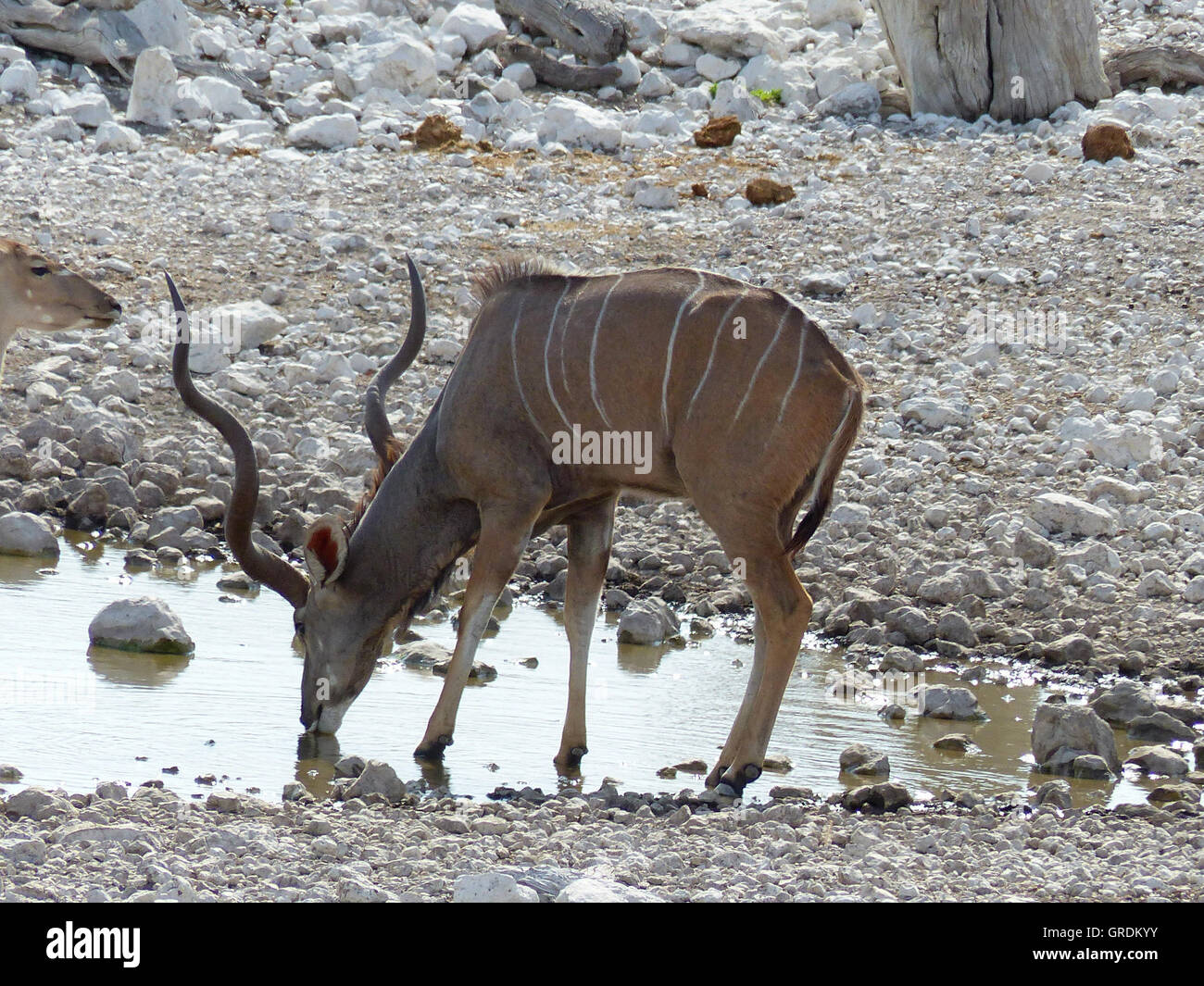 Kudu Drinking At A Water Hole, Namibia Stock Photo - Alamy