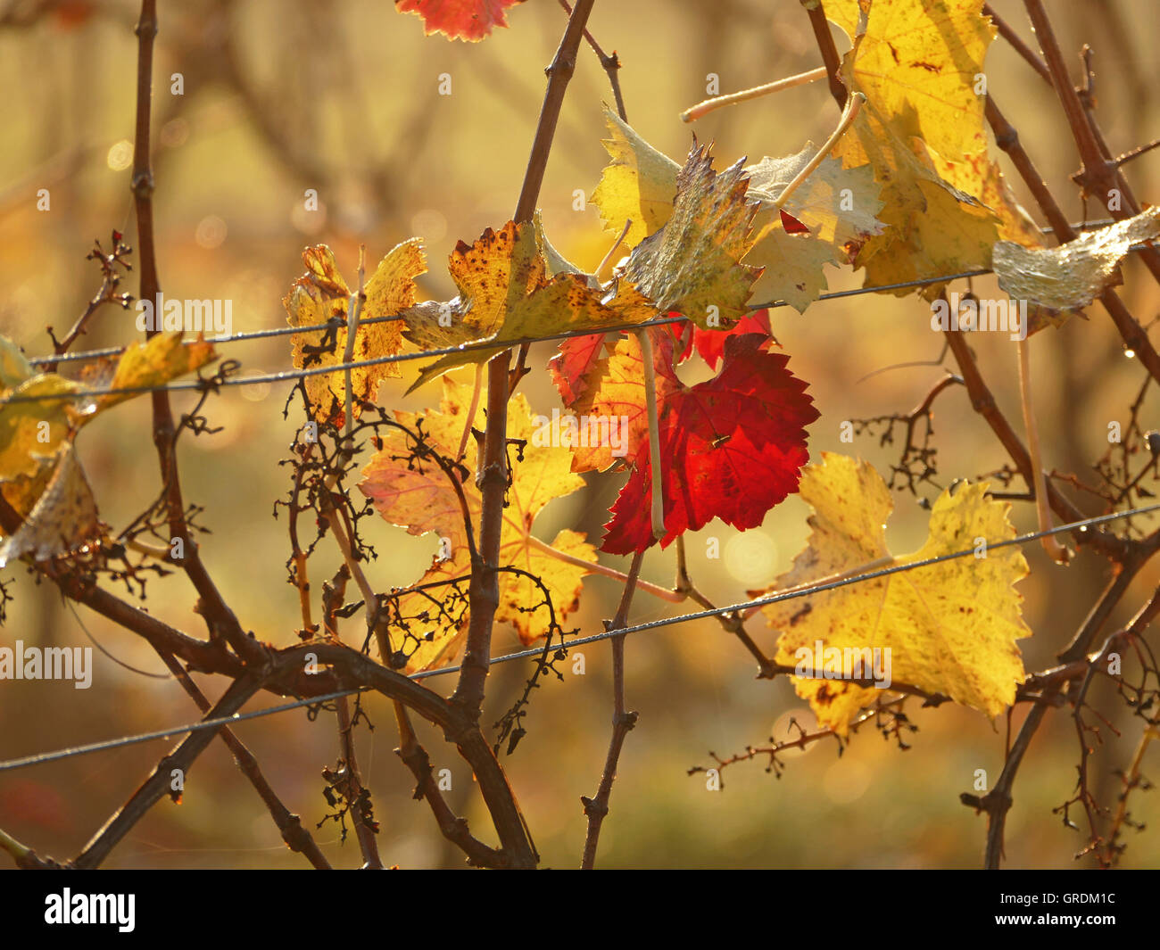 Horizontal leaf vine hi-res stock photography and images - Alamy