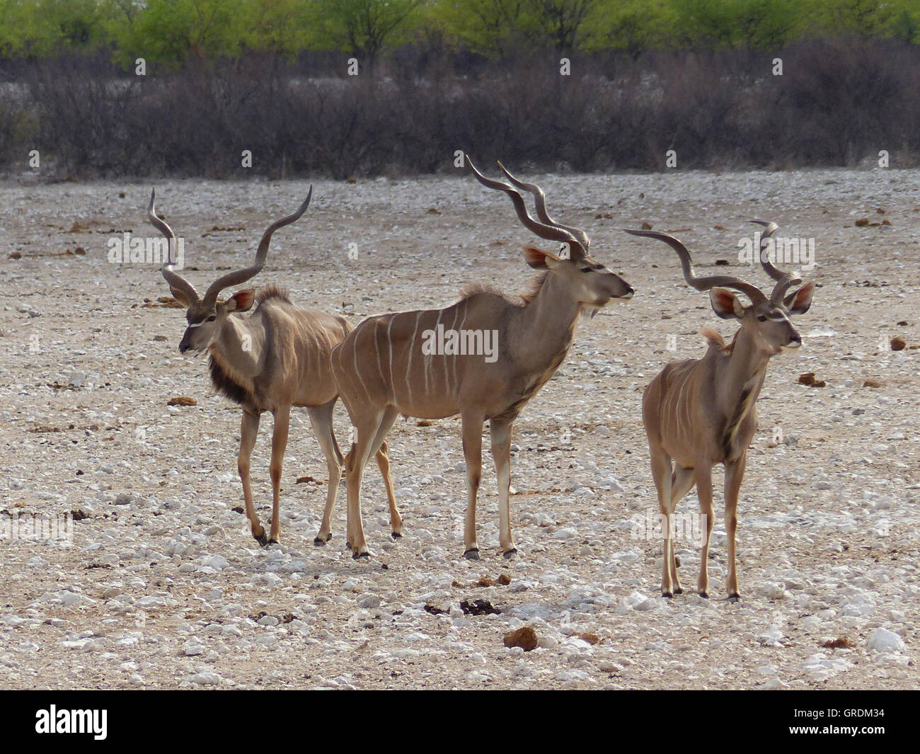 Kuduantilope hi-res stock photography and images - Alamy