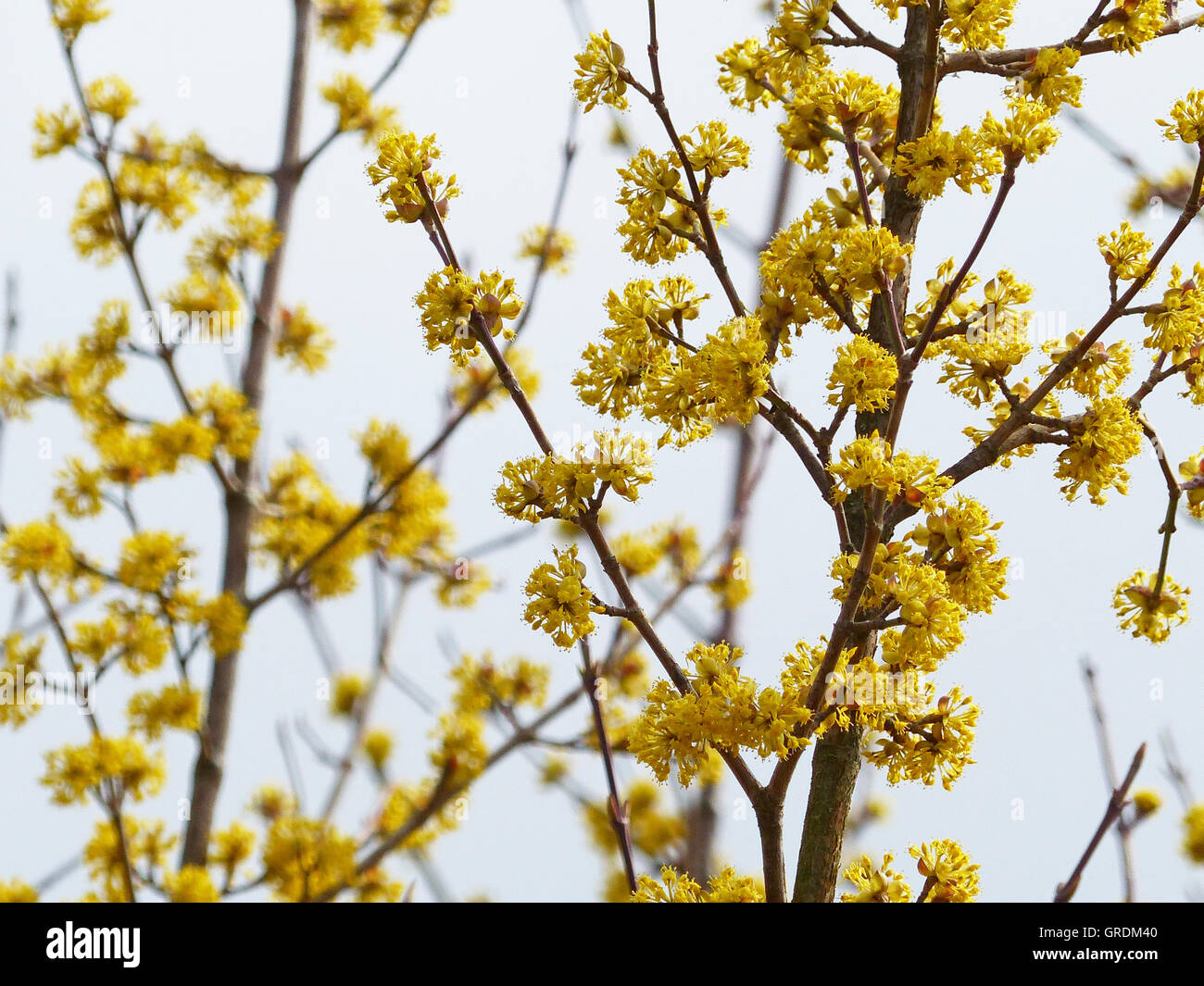 Blooming Cornel Cherry Tree, Cornus Mas Stock Photo - Alamy
