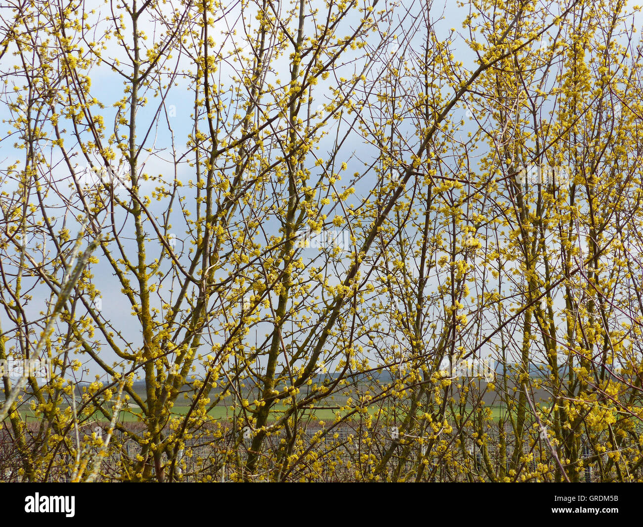 Cornel tree hi-res stock photography and images - Alamy