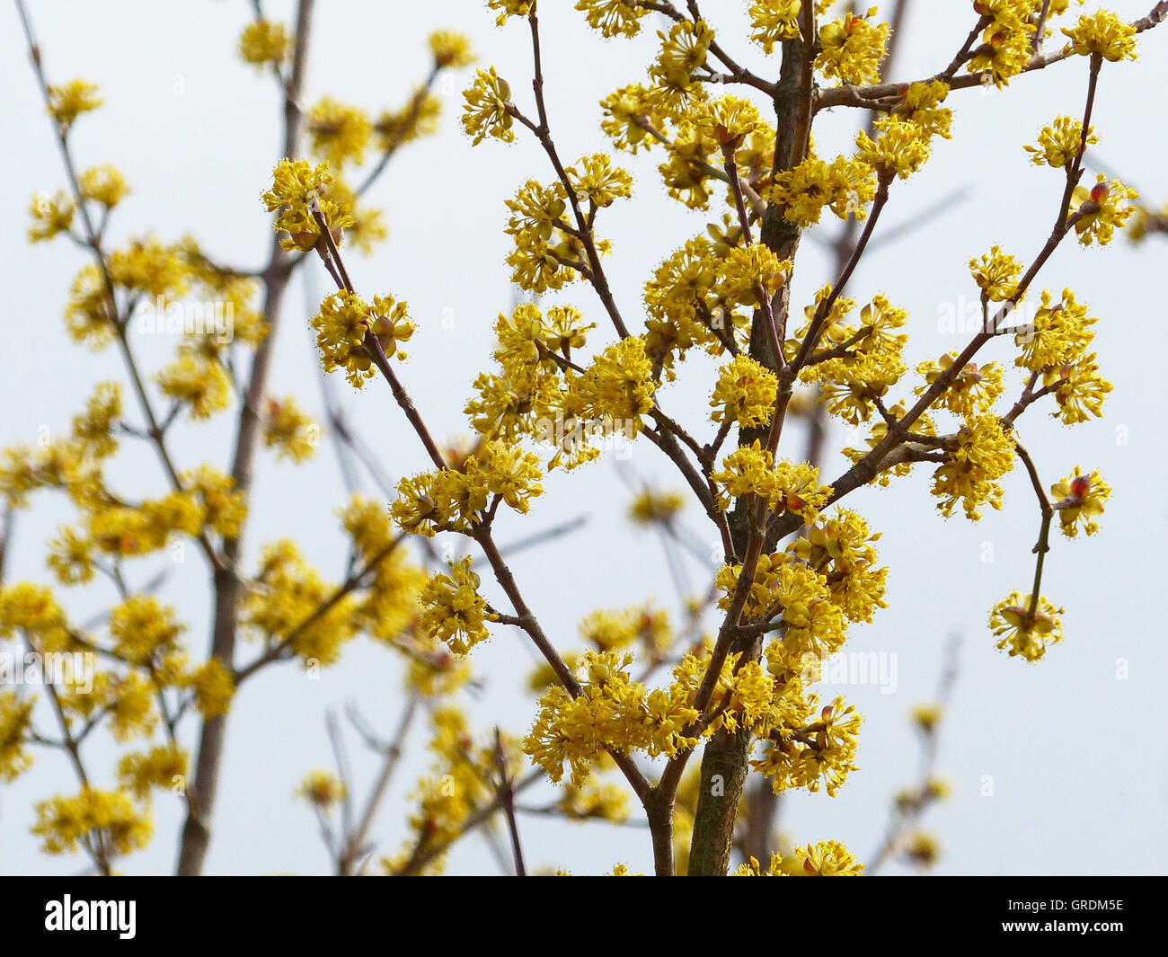 Blooming Cornel Cherry Tree, Cornus Mas Stock Photo - Alamy