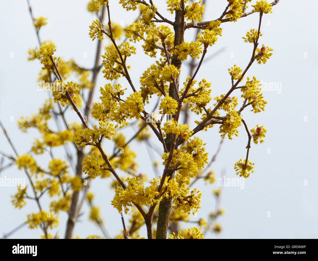 Blooming Cornel Cherry Tree, Cornus Mas Stock Photo - Alamy