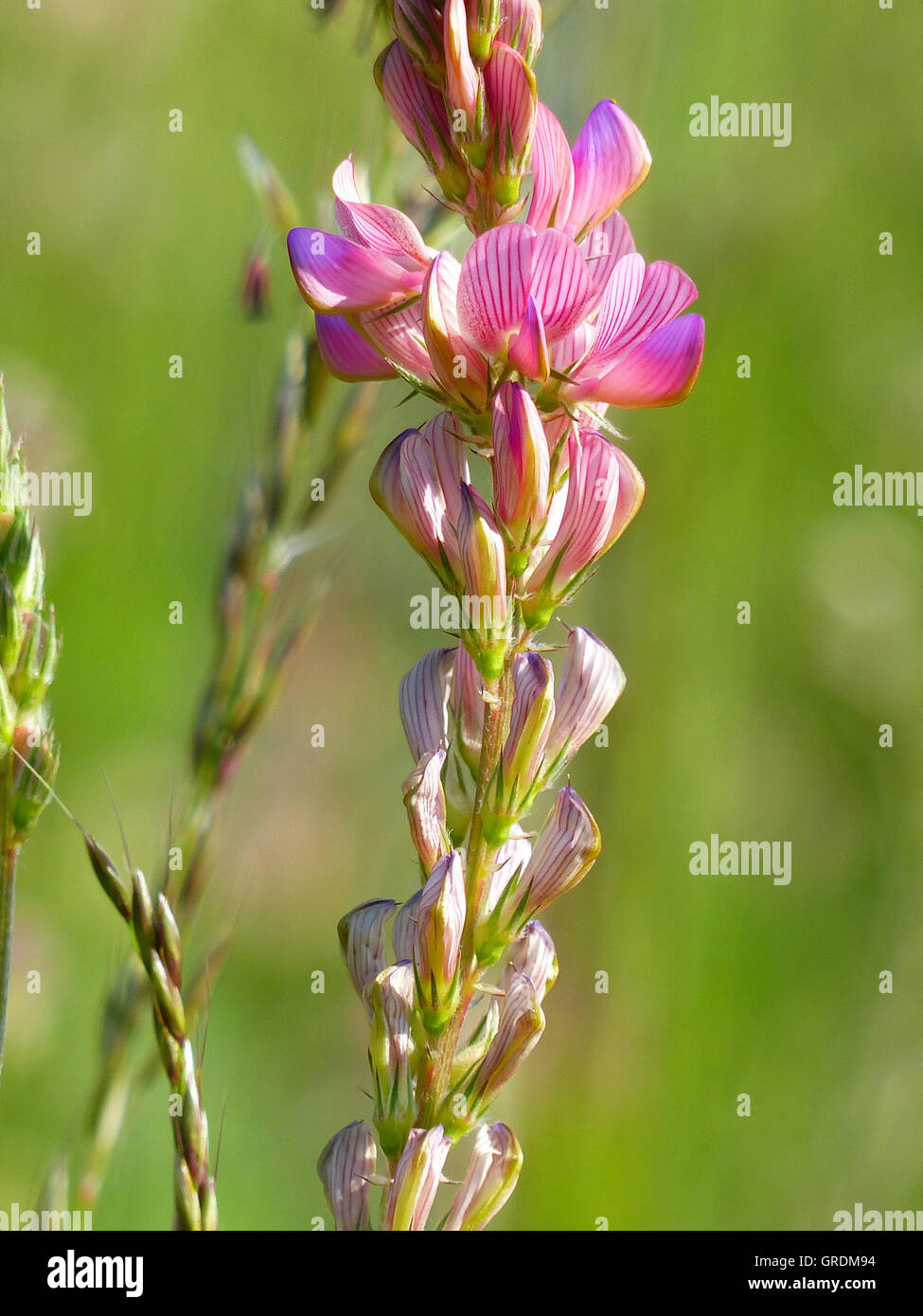 Blooming Seed Sainfoin, Onobrychis Vivifolia With Green Background ...