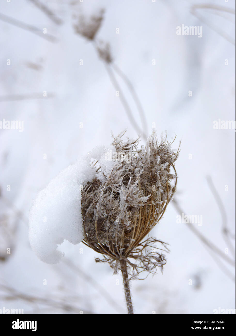 Snow On Dried Wild Carrot Stock Photo - Alamy