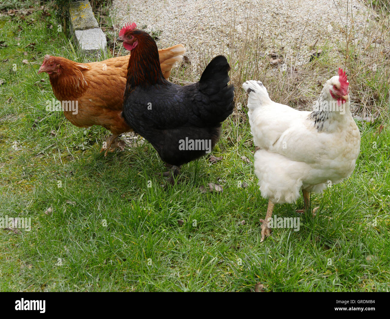 Happy Free Range Chickens Stock Photo - Alamy