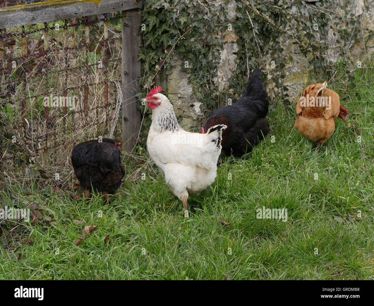 Happy Free Range Chickens Stock Photo - Alamy