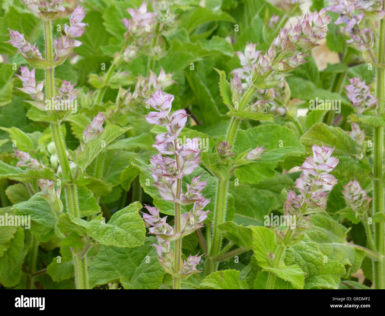 Clary Sage, Salvia Sclarea Stock Photo - Alamy