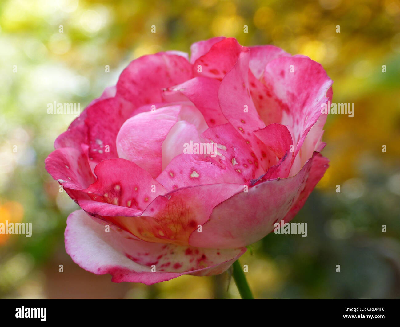 Pink Rose Withering Stock Photo - Alamy