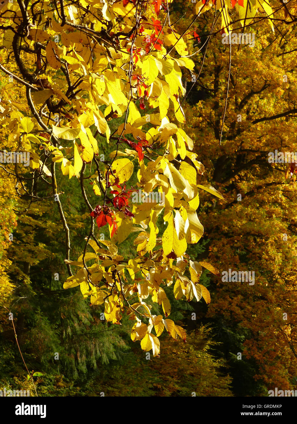 October flora hi-res stock photography and images - Alamy