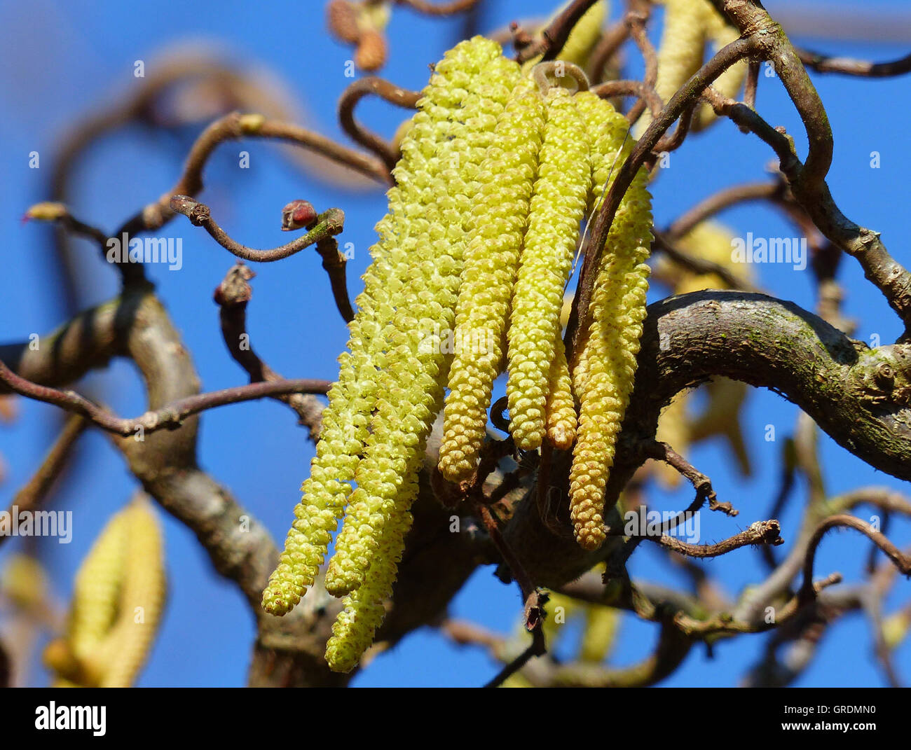 Blooming Corkscrew Hazel, Symbol For Pollen Allergy Stock Photo - Alamy