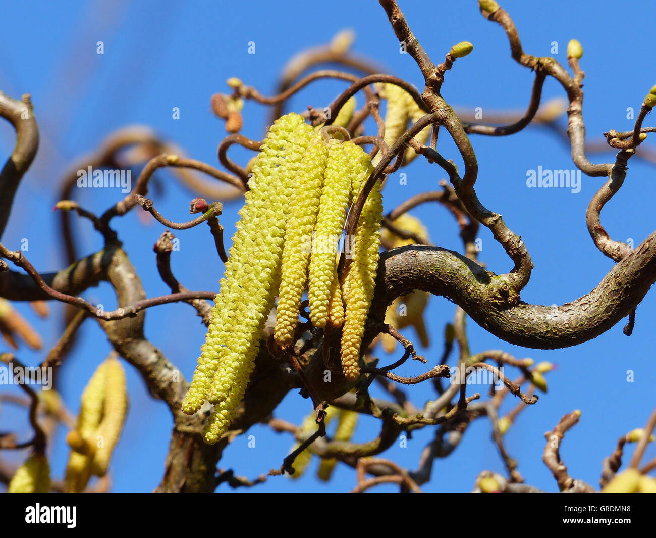 Blooming Corkscrew Hazel, Symbol For Pollen Allergy Stock Photo - Alamy