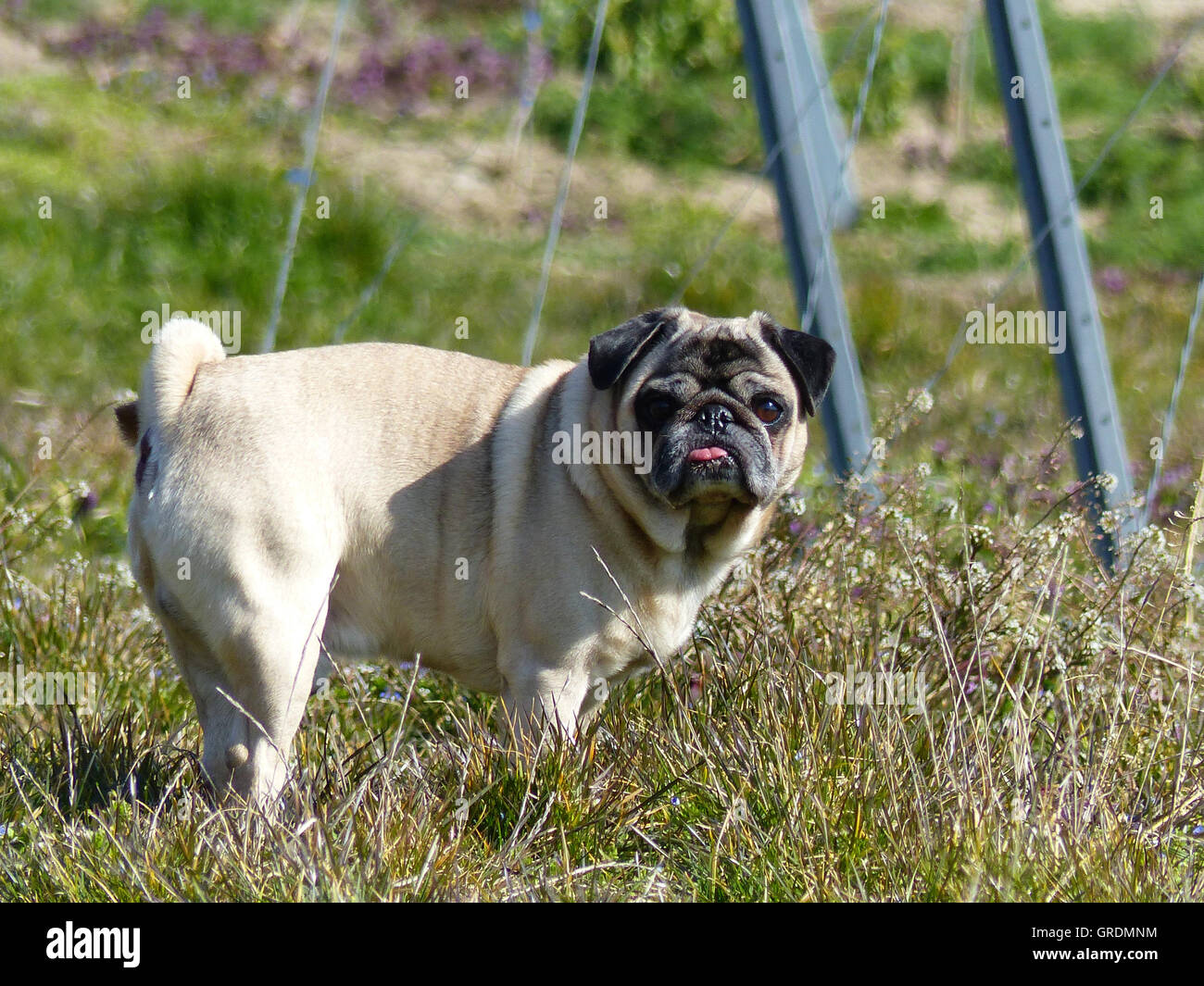 Beige Pug Walking Stock Photo - Alamy