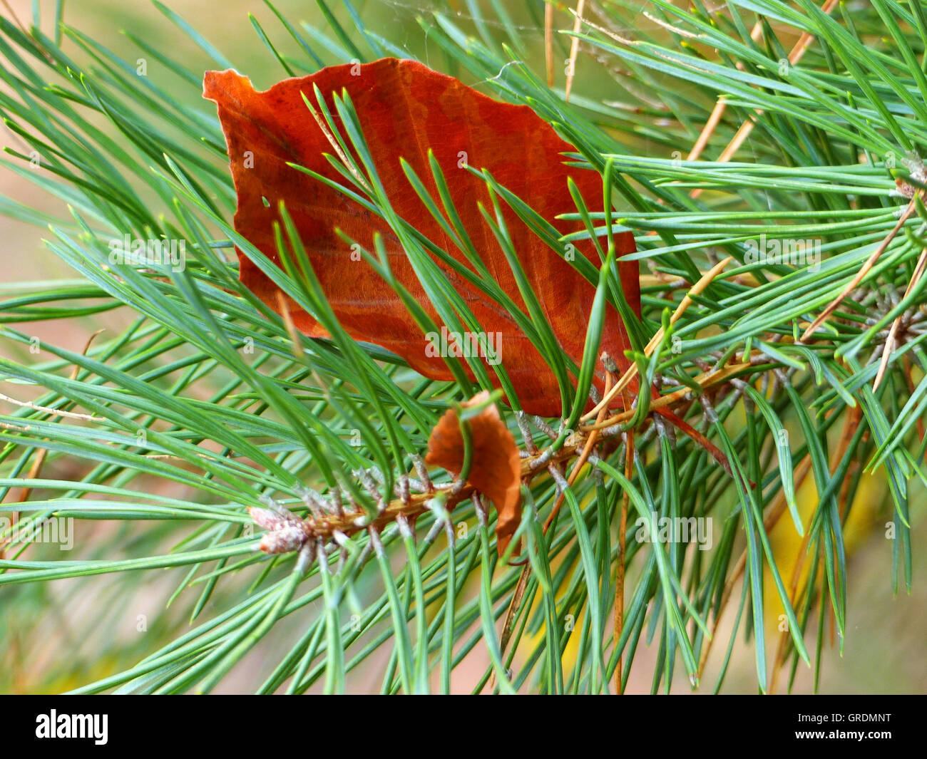 Beech and pine hi-res stock photography and images - Alamy