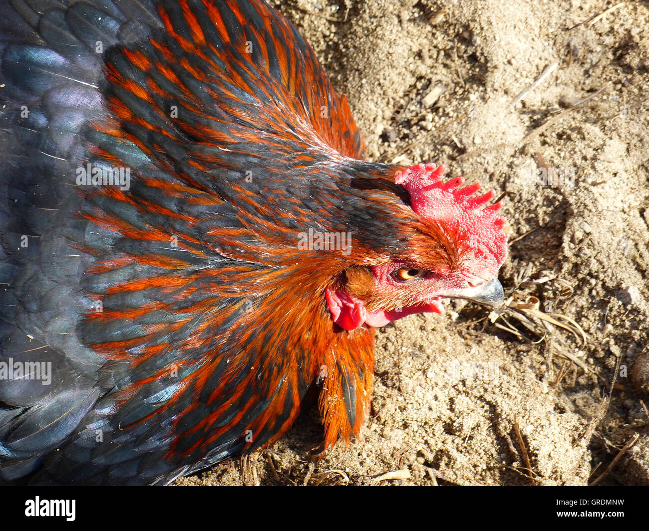 Bird sand bath hi-res stock photography and images - Alamy