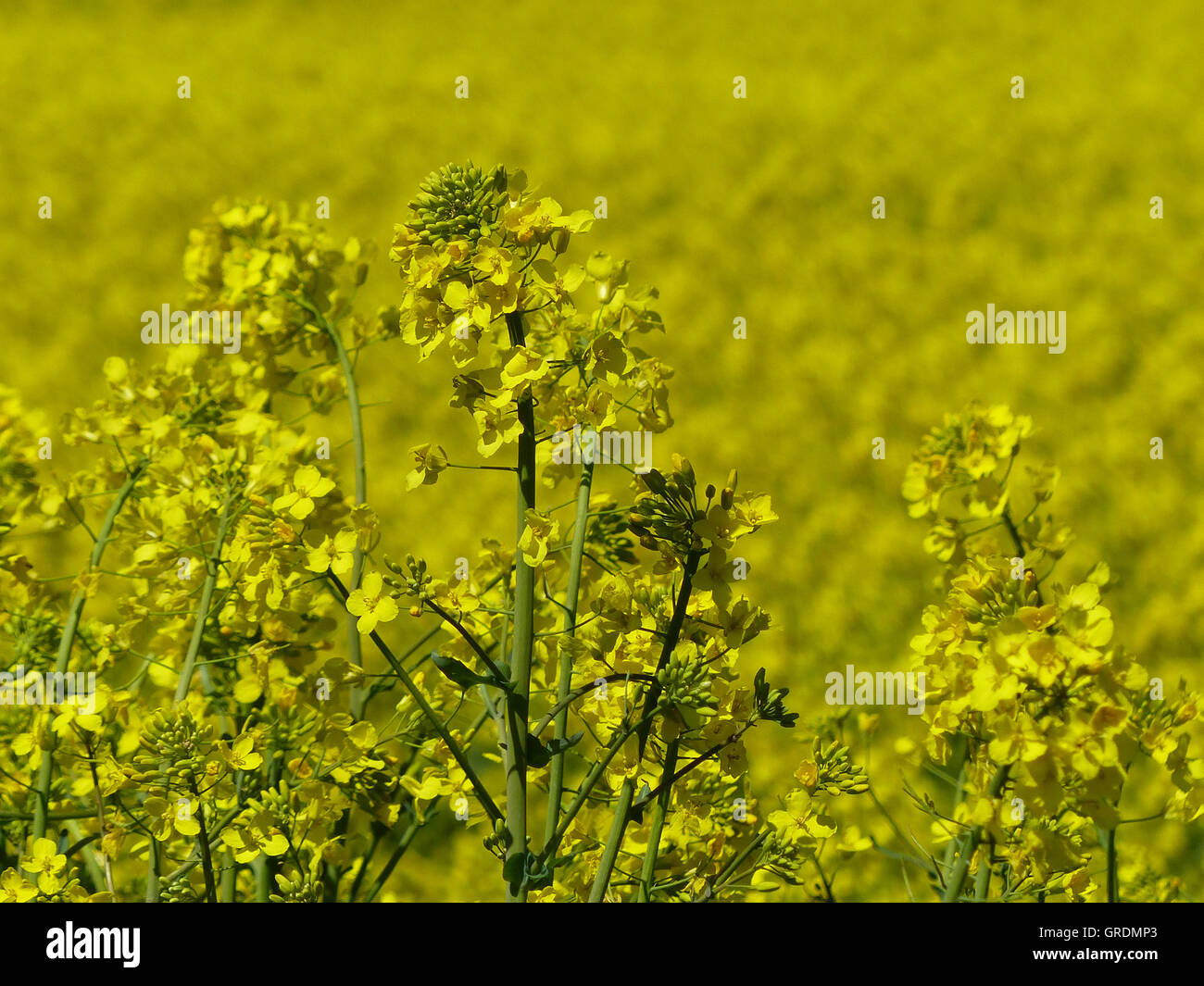 Yellow Rape Field, Blooming Rape Stock Photo - Alamy