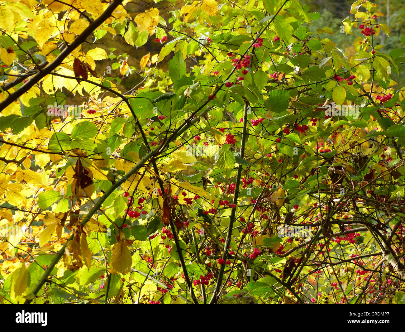 Tree trees vegetation bushes bush shrub shrubs hi-res stock photography ...