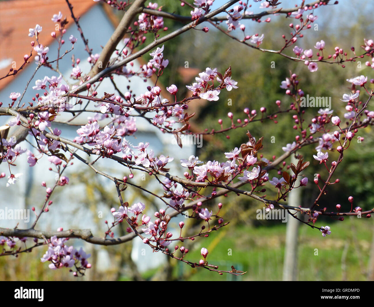 Ornamental pink flowering tree hi-res stock photography and images - Alamy
