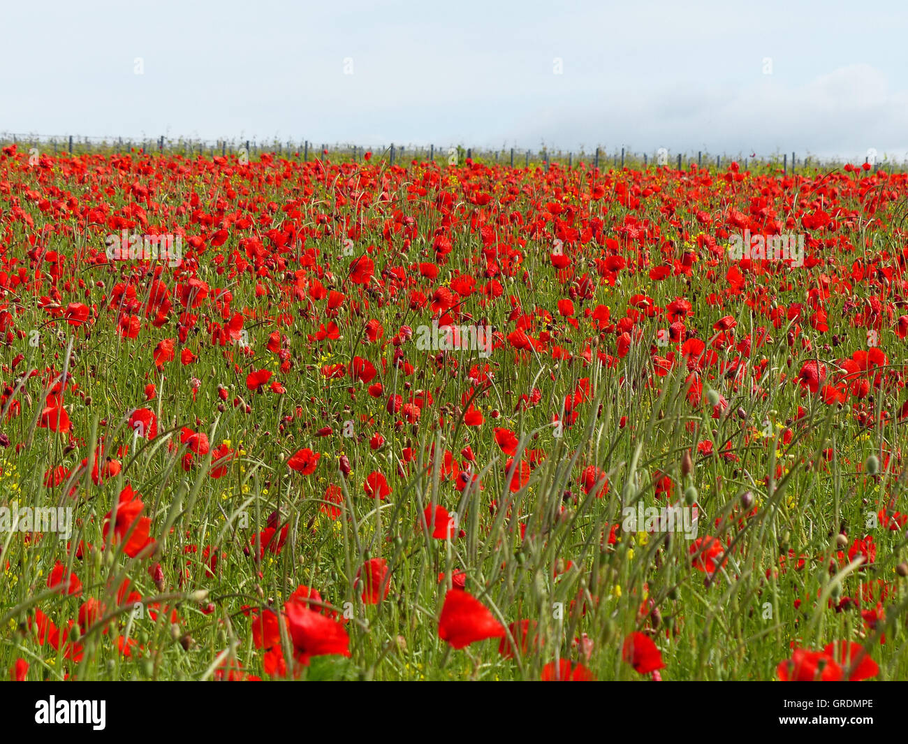 Flourishing meadow hi-res stock photography and images - Alamy