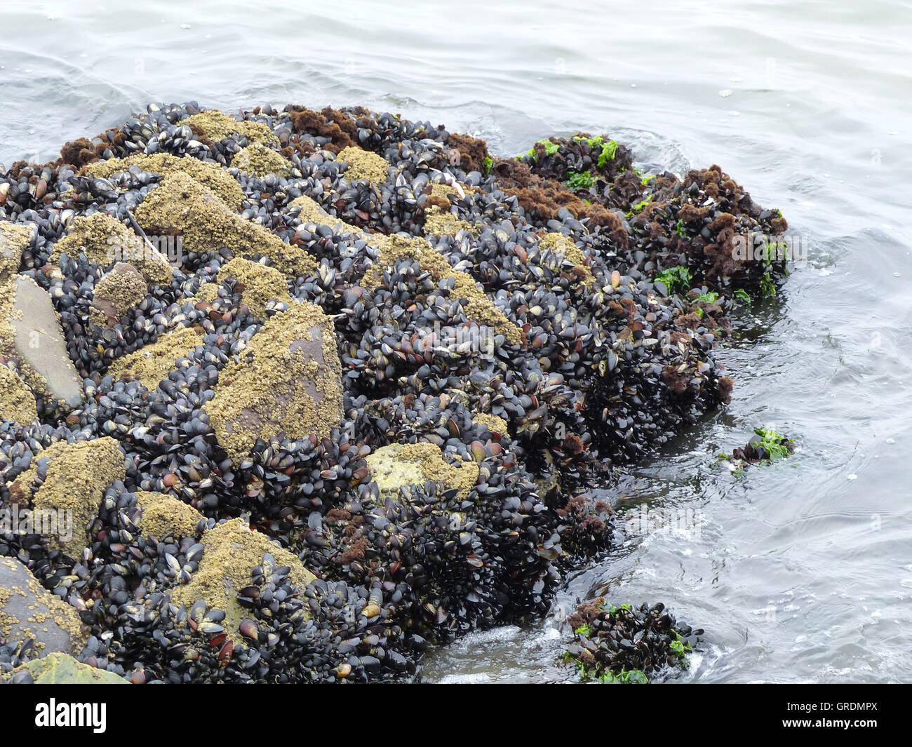 Black shells hi-res stock photography and images - Alamy