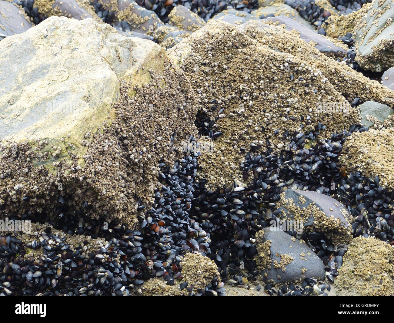 Shells and stones hi-res stock photography and images - Alamy