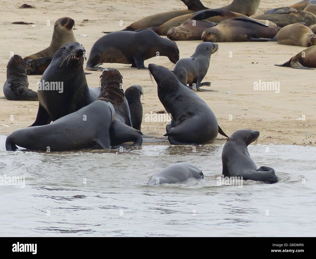 Common Seals And Sea Bears On A Sandbar And In The Water, Atlantic ...