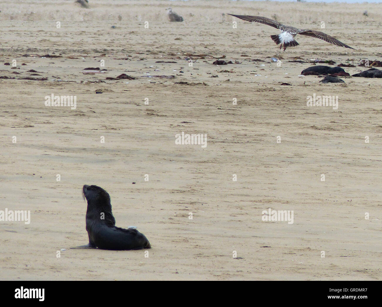 Ocean behind bird hi-res stock photography and images - Alamy