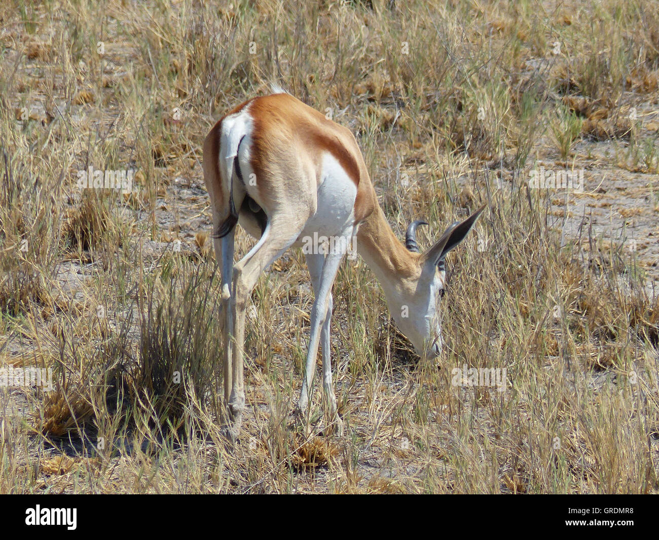 Springbok grazing hi-res stock photography and images - Alamy