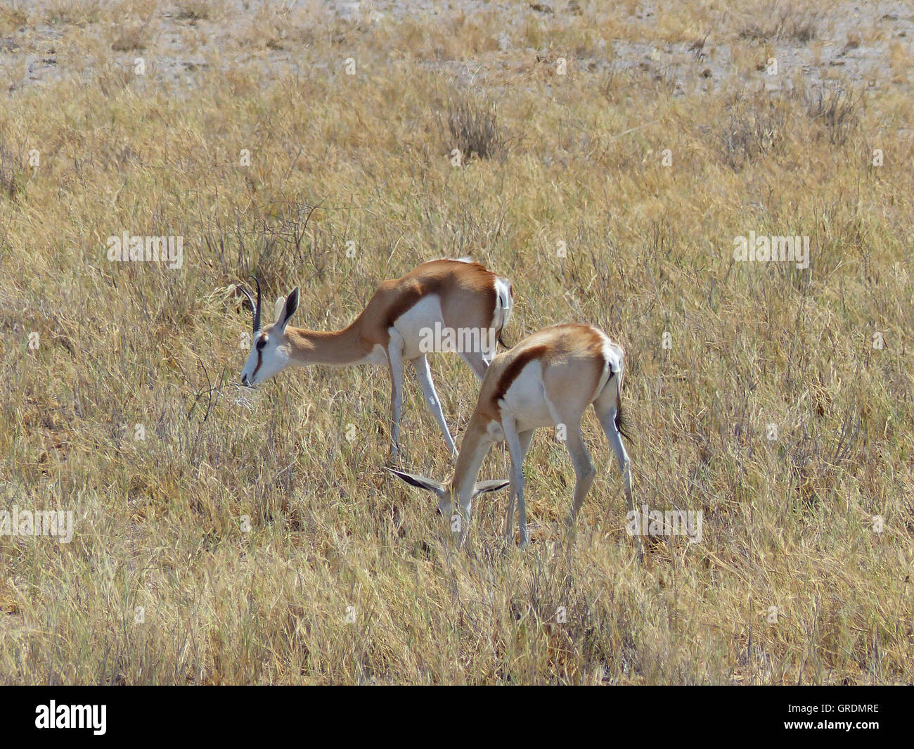 Springbok grazing hi-res stock photography and images - Alamy