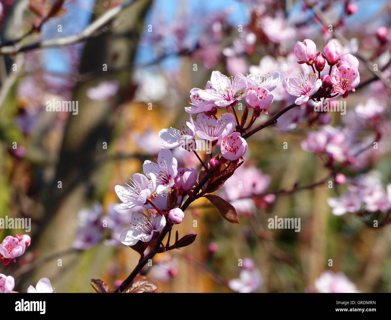 Ornamental twigs hi-res stock photography and images - Alamy