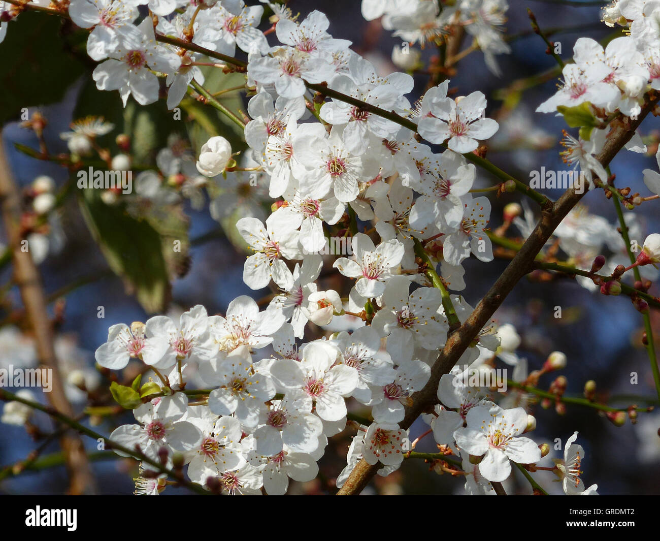 Mirabelles tree hi-res stock photography and images - Alamy