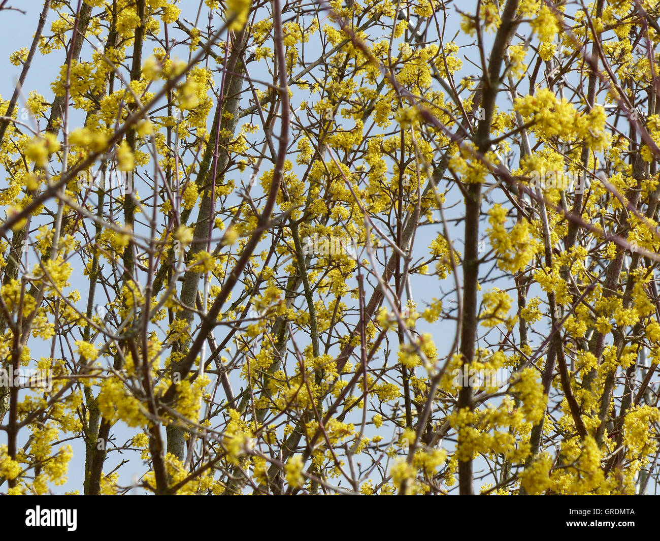Blooming Cornel Cherry Tree, Cornus Mas Stock Photo - Alamy